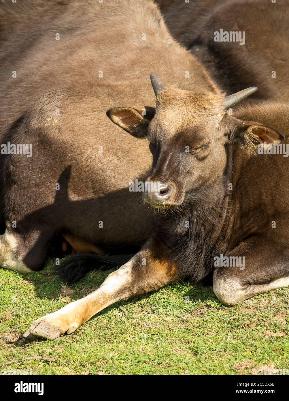 Baby gaur hi-res stock photography and images - Alamy