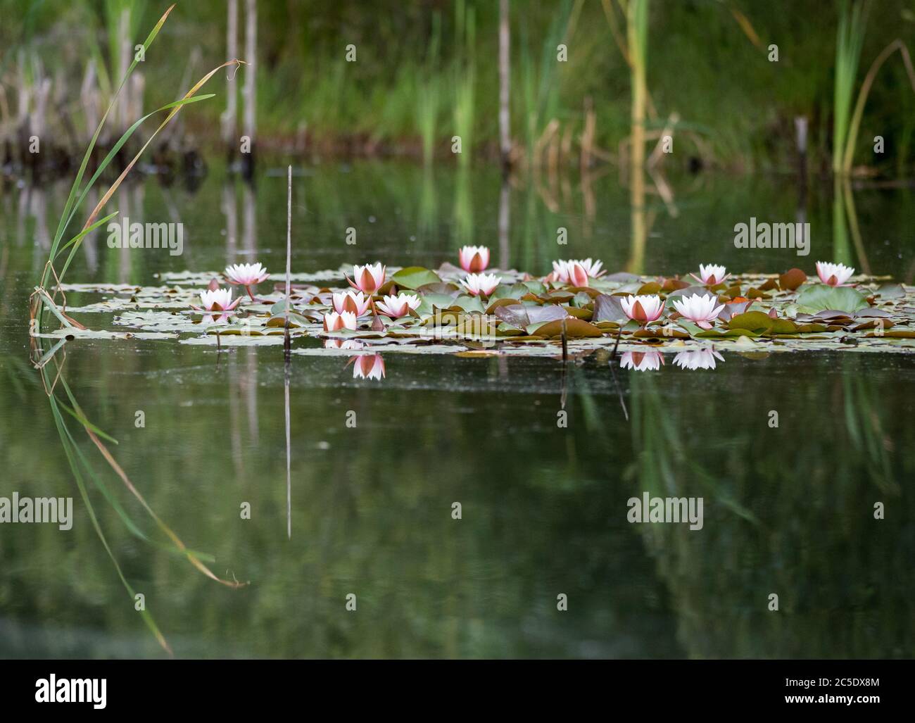Wild water lilies blooming in a nature reserve pond Stock Photo - Alamy