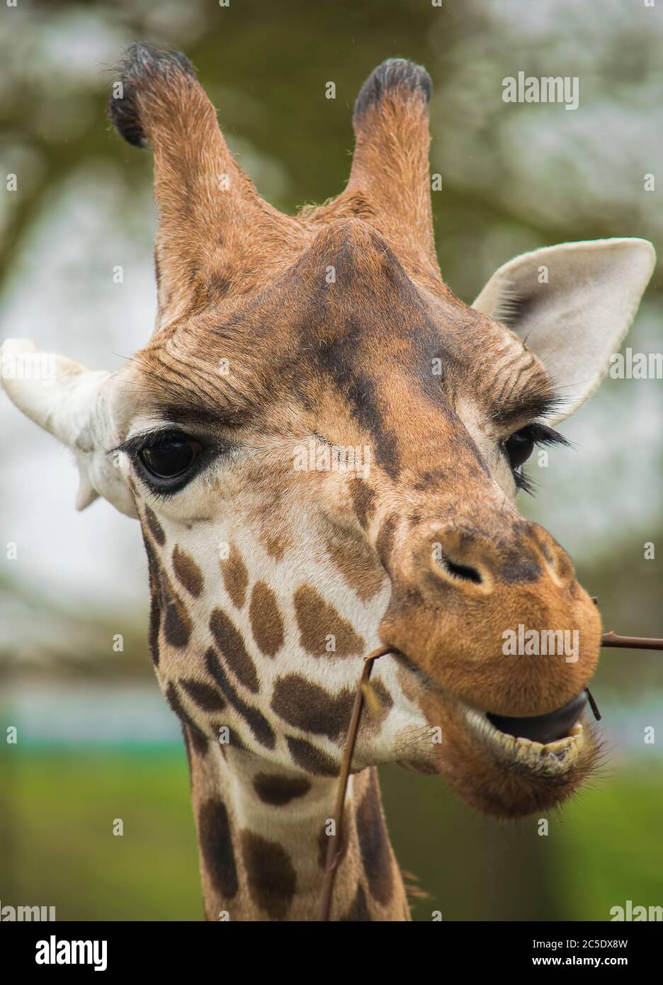 Closeup portrait of a cute giraffe head Stock Photo - Alamy