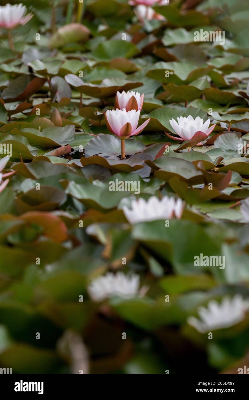 Waterlilies nymphaeaceae hi-res stock photography and images - Alamy