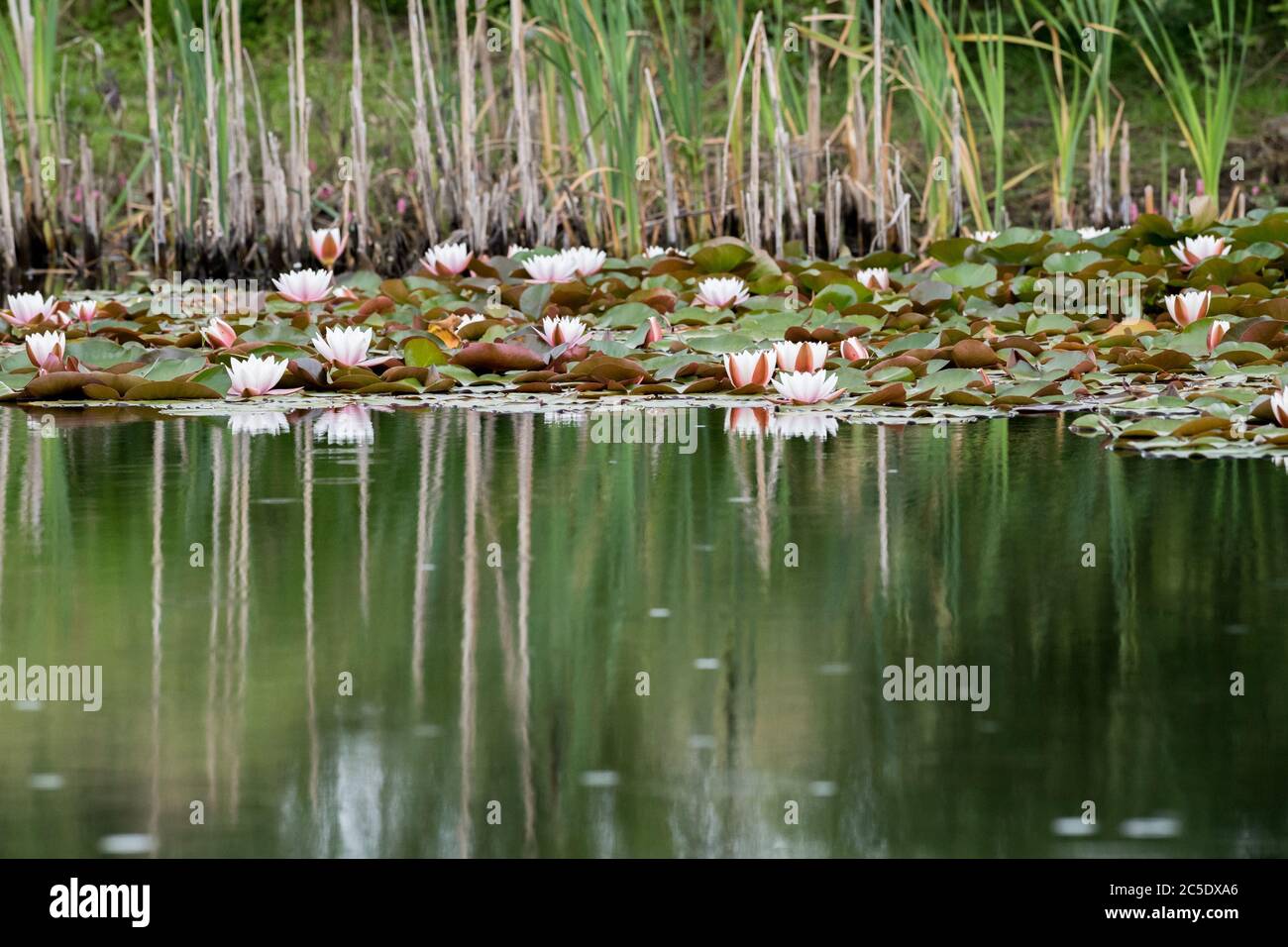 Wild water lilies blooming in a nature reserve pond Stock Photo - Alamy
