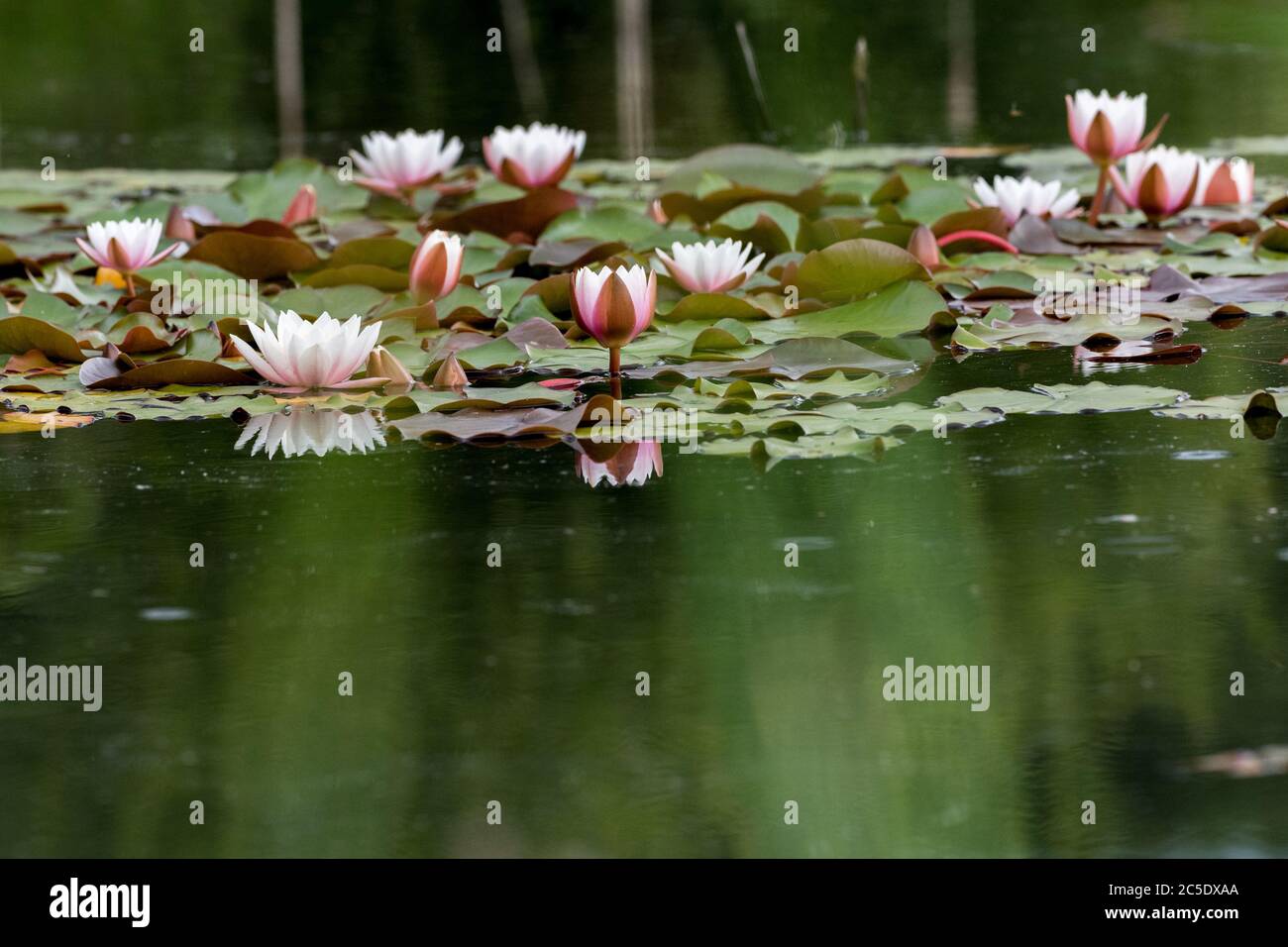Wild water lilies blooming in a nature reserve pond Stock Photo - Alamy