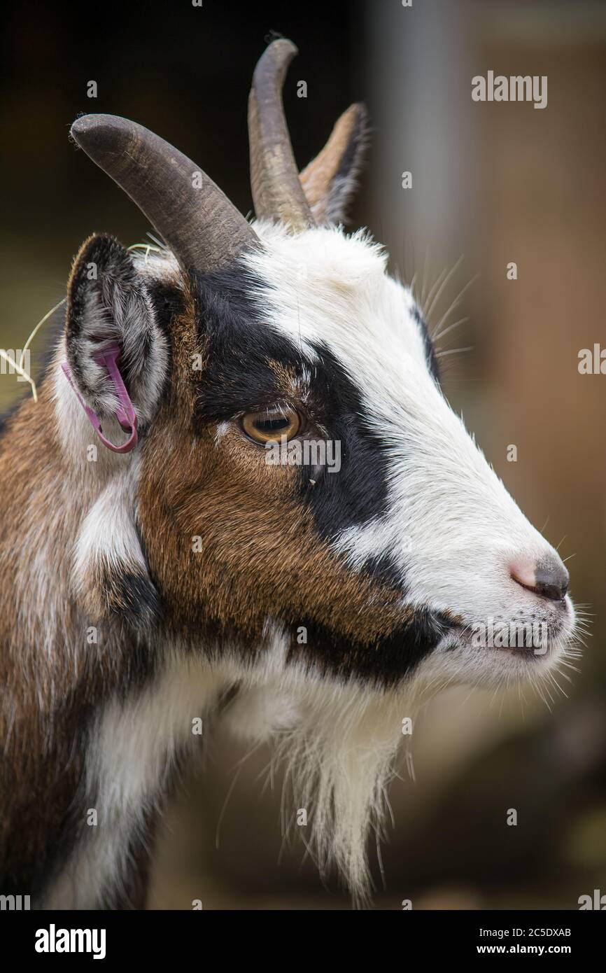 Closeup portrait of a cute goat head Stock Photo - Alamy