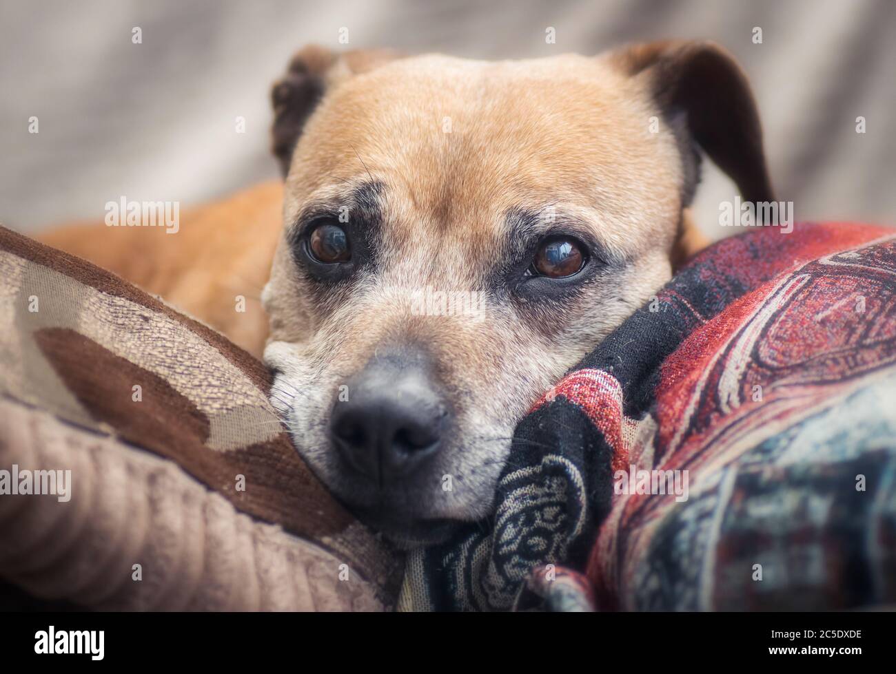 Closeup of staffy hi-res stock photography and images - Alamy