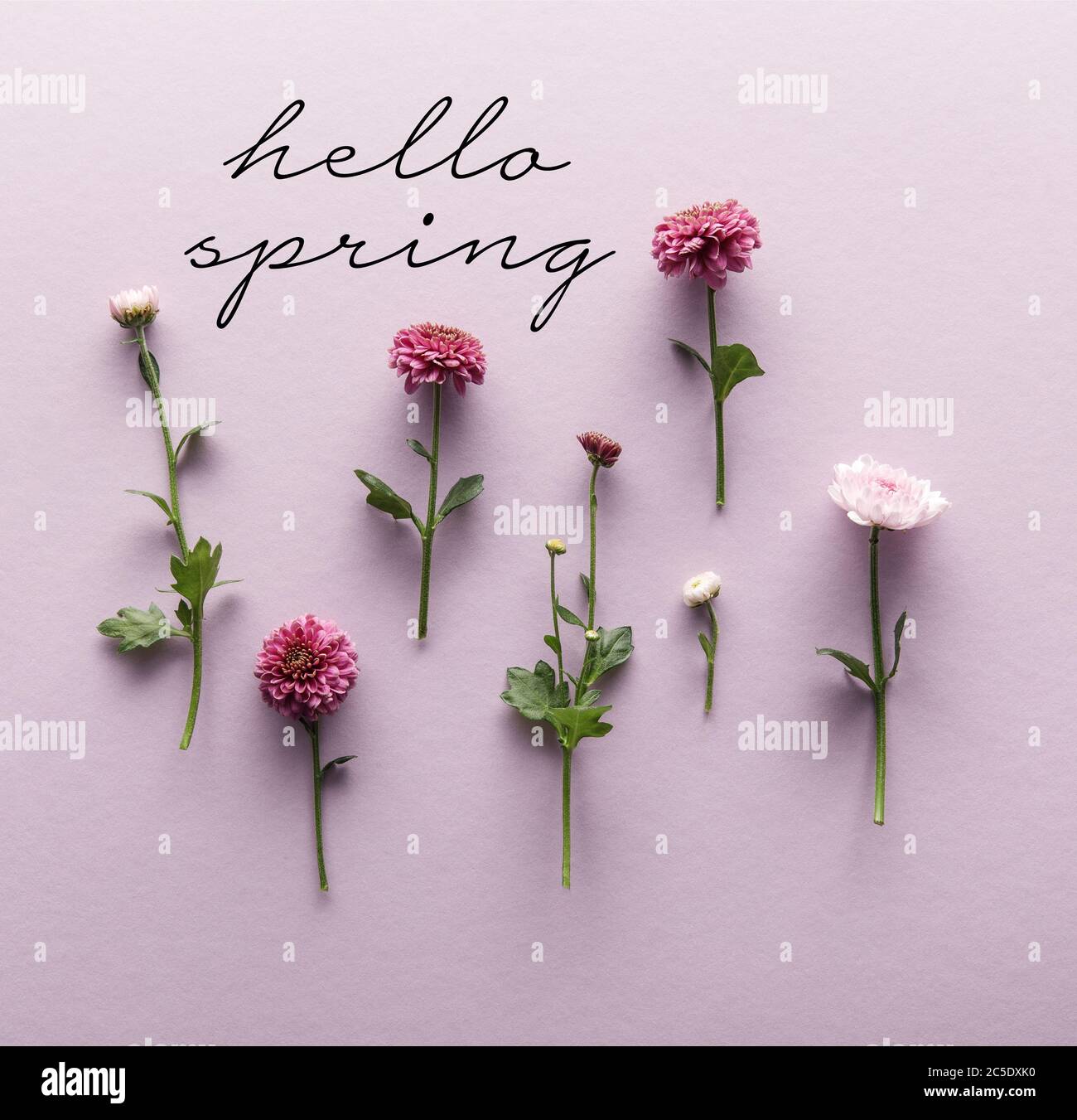 flat lay with blooming spring Chrysanthemums on violet background ...