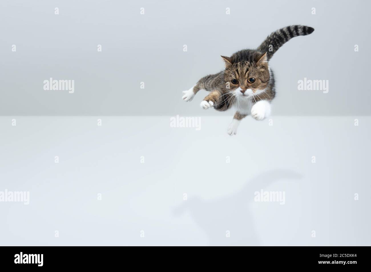 Cat Pouncing Towards Camera