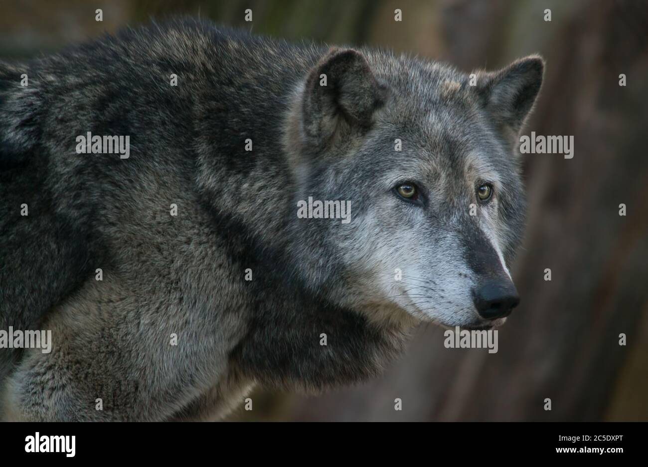 Closeup portrait of a wild gray wolf Stock Photo - Alamy