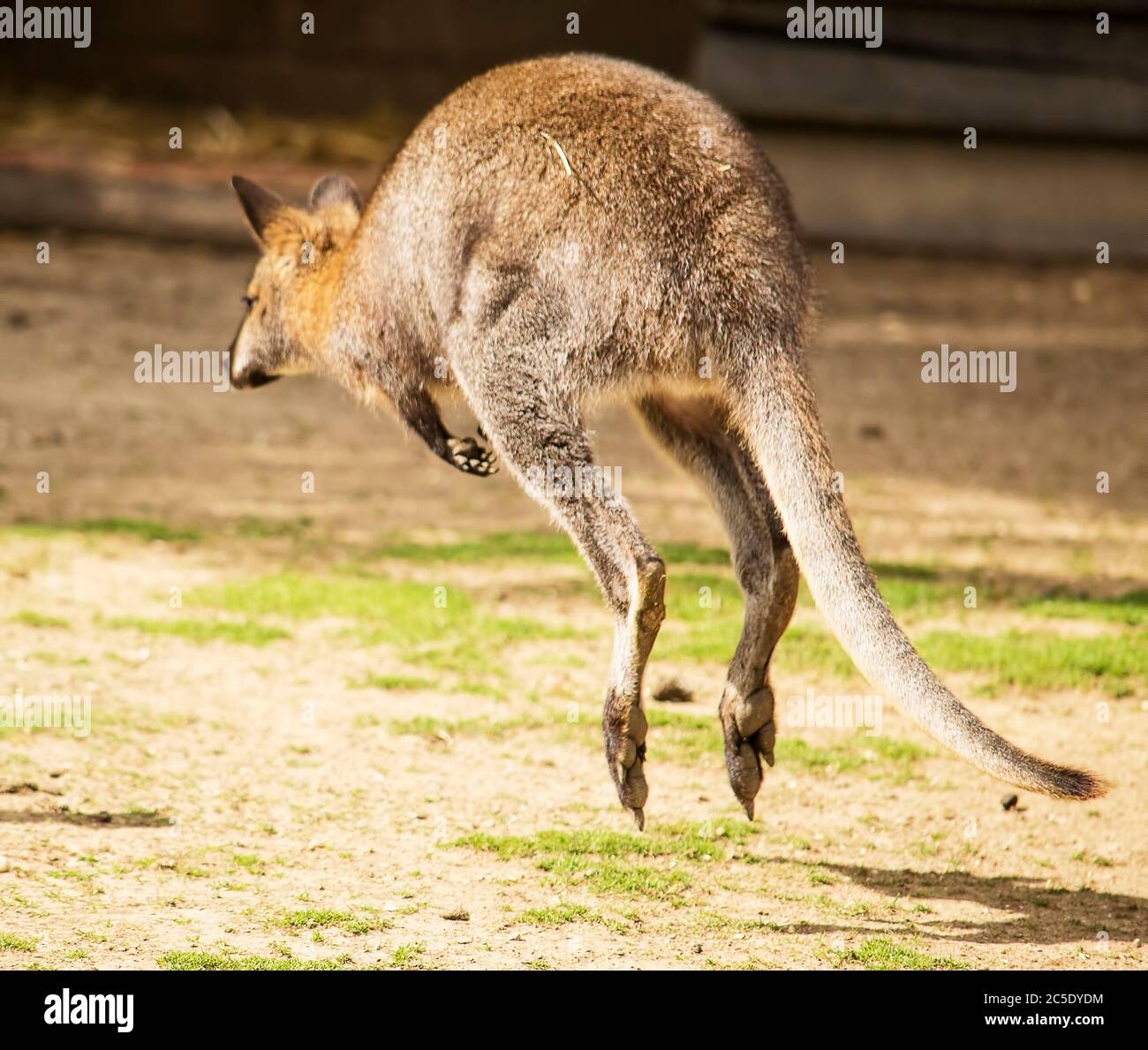Wallaby hopping hi-res stock photography and images - Alamy