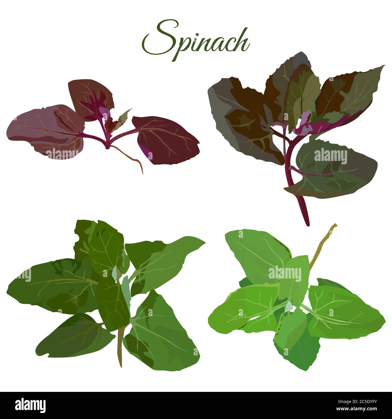Fresh green and purple spinach plant set, vector isolated illustration ...