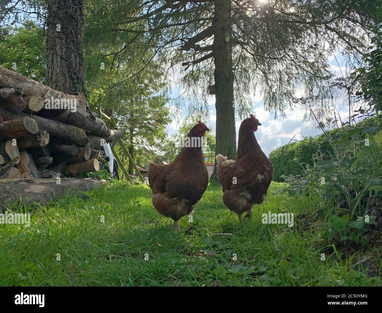 Lawn hens hi-res stock photography and images - Alamy
