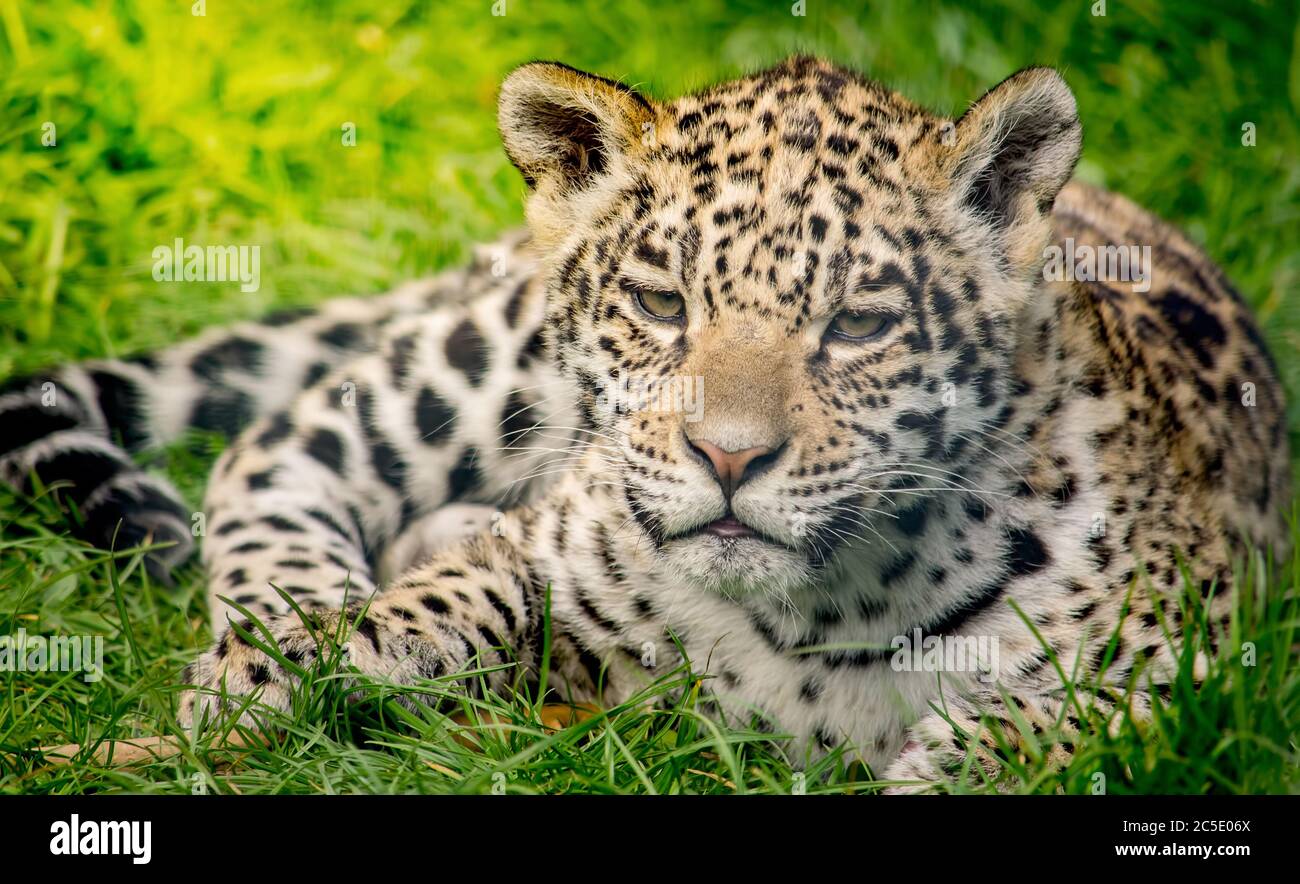 Small jaguar cub in the green grass Stock Photo - Alamy