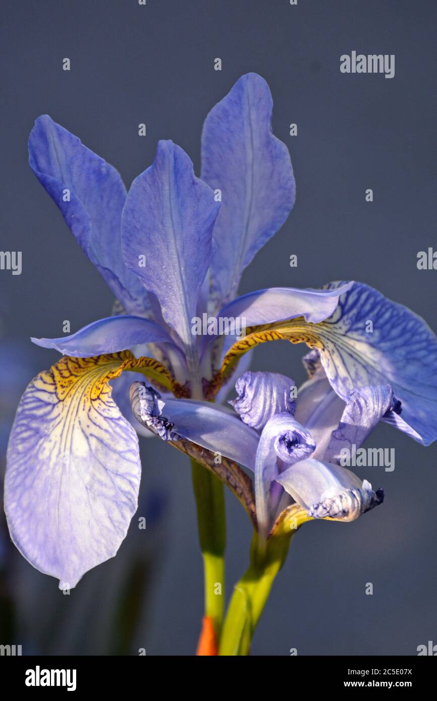 Beautiful blue iris flower hi-res stock photography and images - Alamy