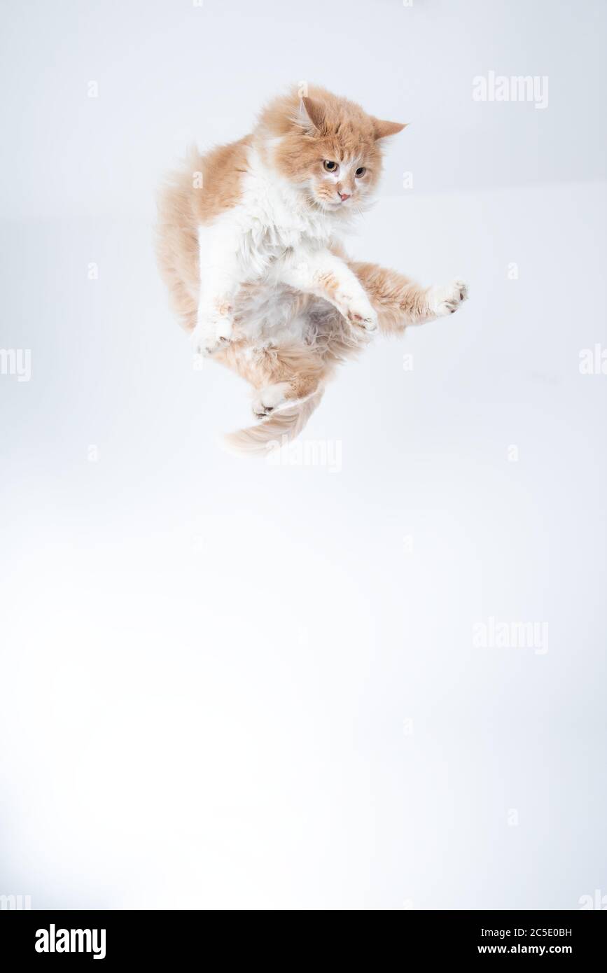 cream tabby white maine coon cat jumping in the air flying in front of ...