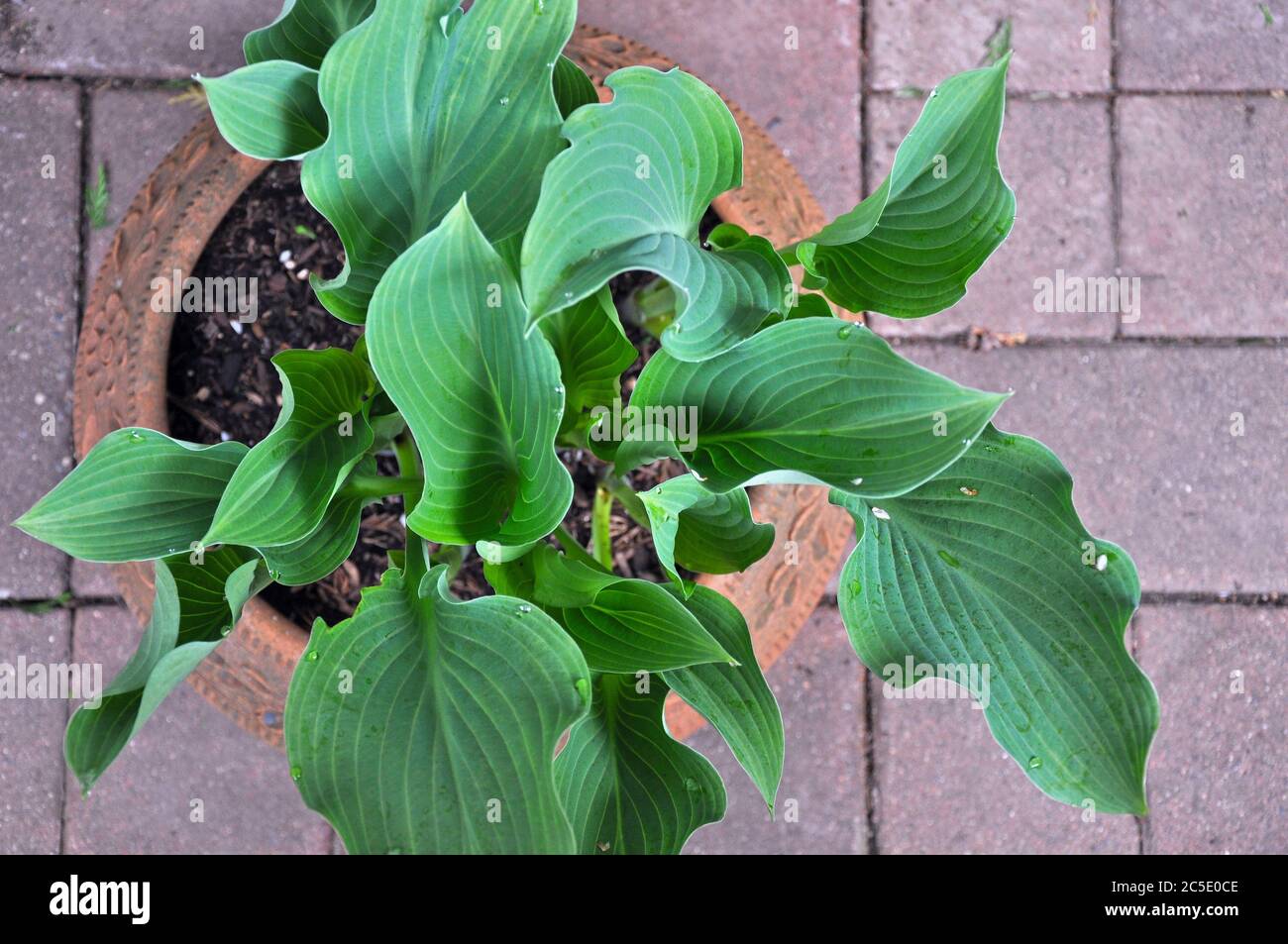 Early spring planter hi-res stock photography and images - Alamy