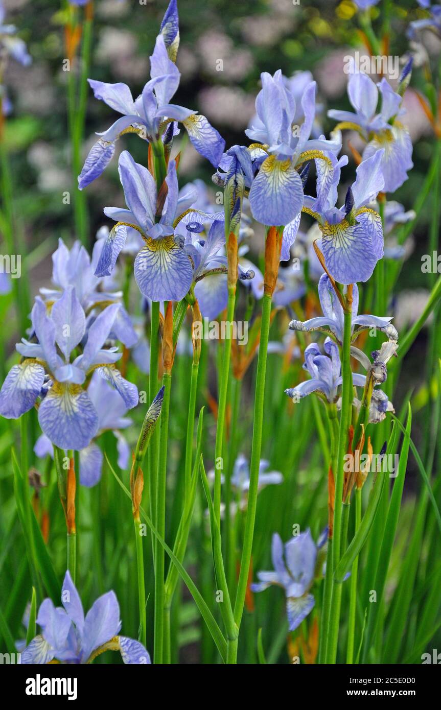 Beautiful blue iris flowers in early spring Stock Photo - Alamy