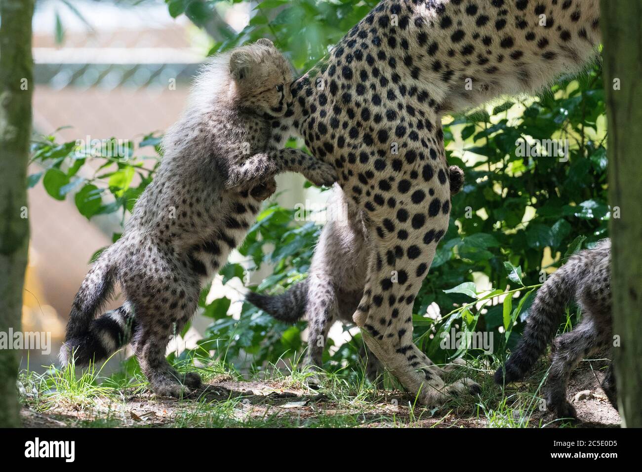 One of four 11-week old cheetah cubs which were born at Colchester Zoo ...