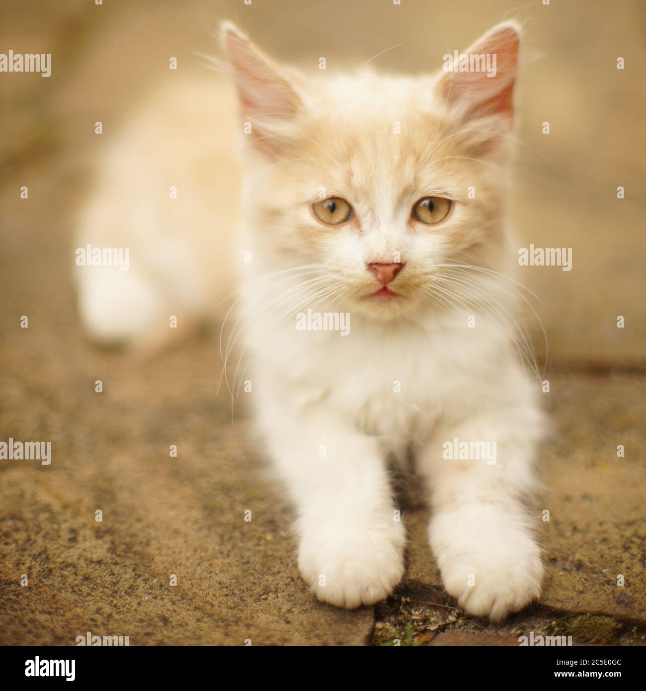 Portrait of a beautiful beige fluffy kitten resting outdoors Stock ...
