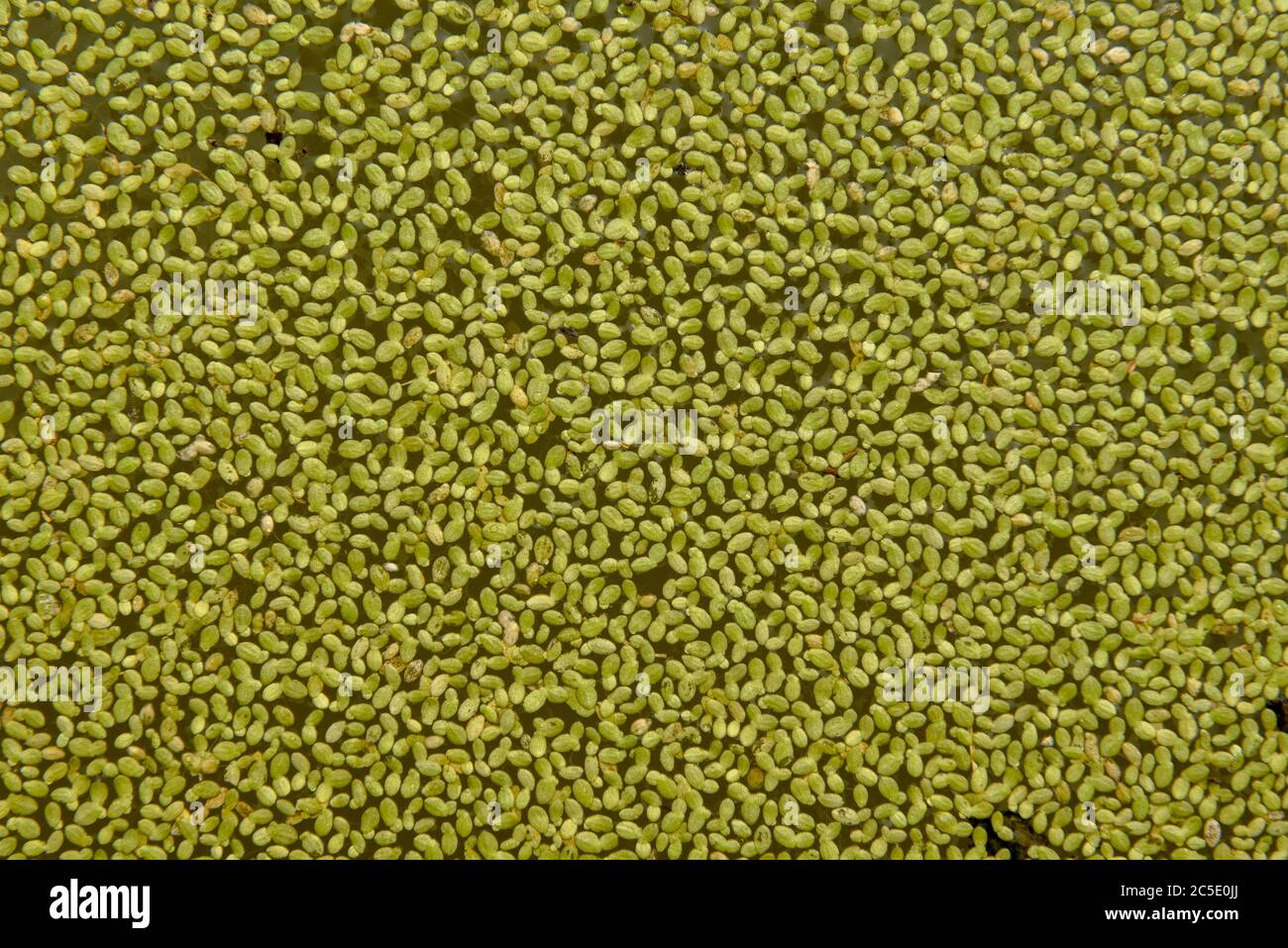 Small green leef for background Stock Photo - Alamy