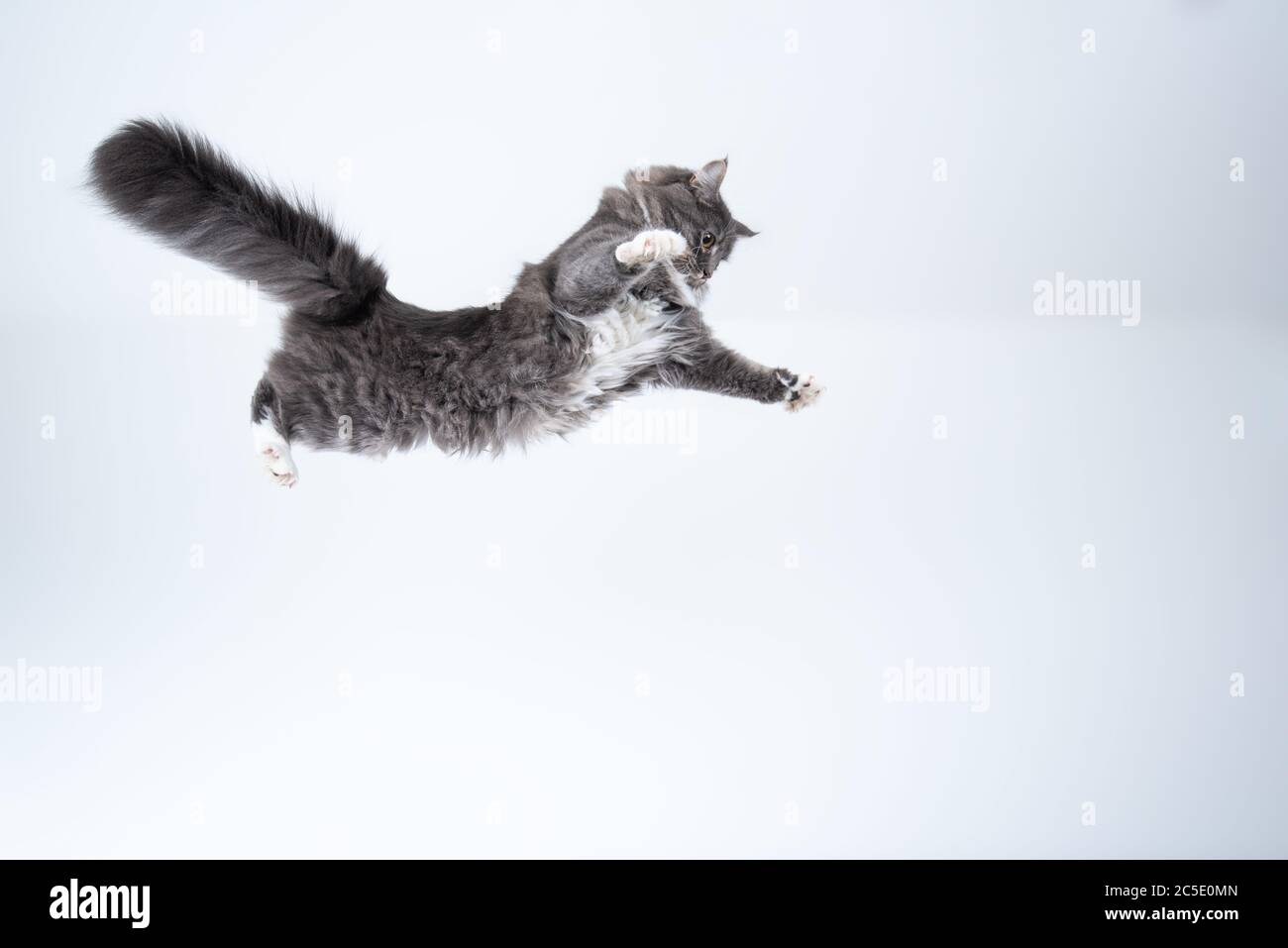 mid air shot of maine coon cat with white spread paws jumping flying ...