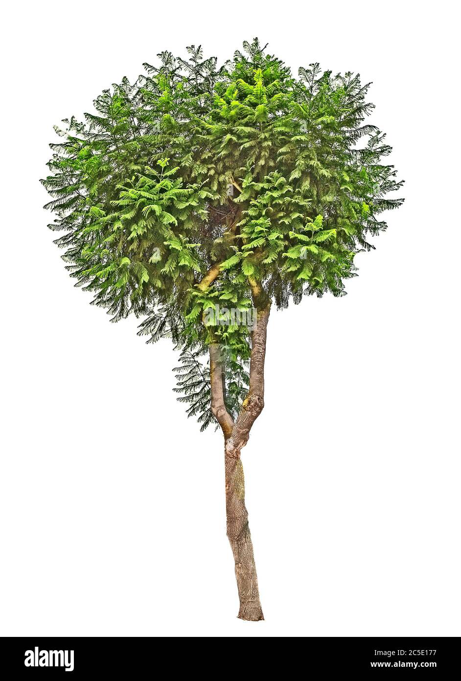 Tree isolated on white background Stock Photo - Alamy