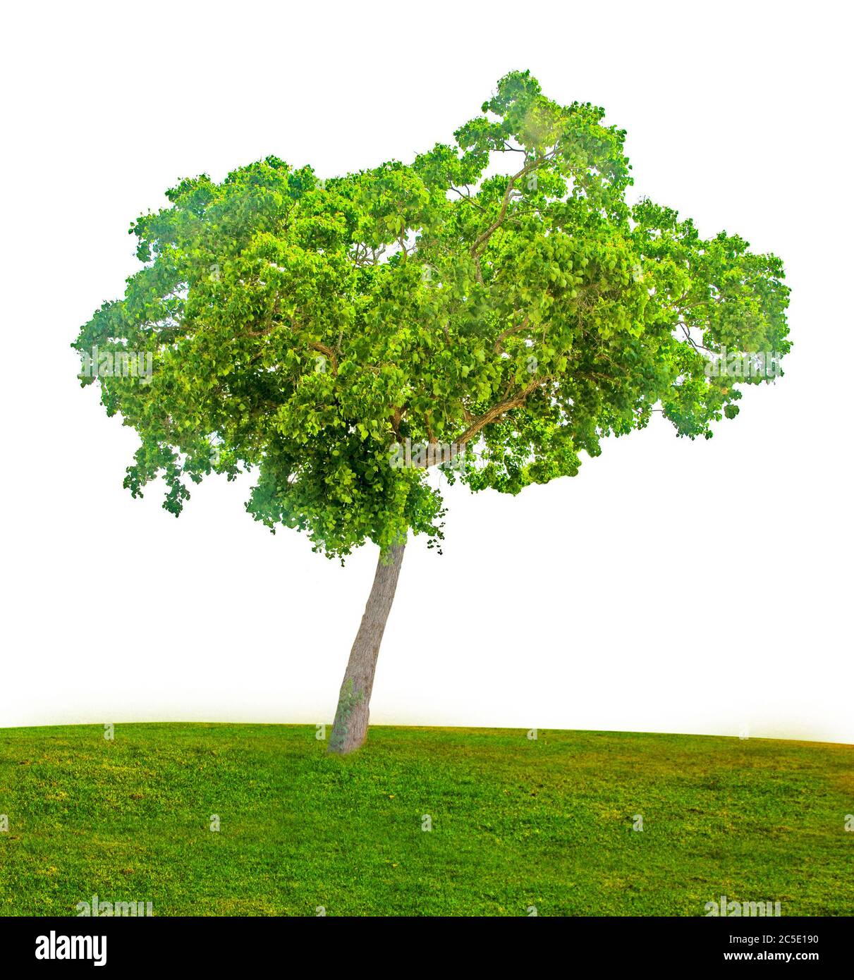 Tree isolated on white background Stock Photo - Alamy