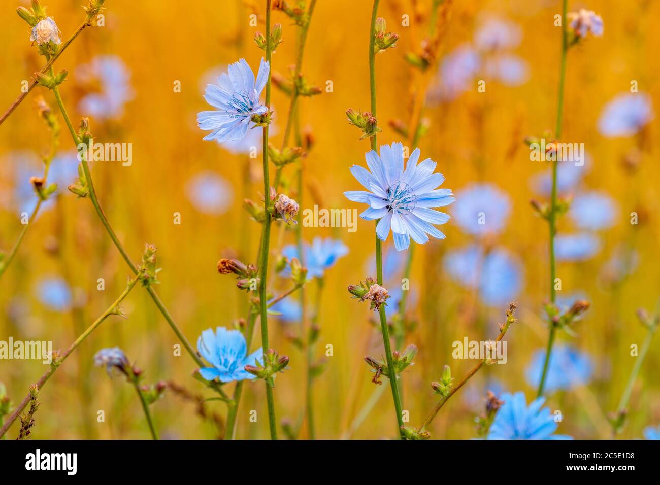 Blue Chicory Flowers. Chicory wild flowers on the field. Blue flower on ...