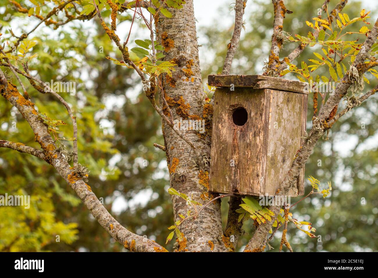 A small wooden box for birds in a tree in the summer. Old bird house ...