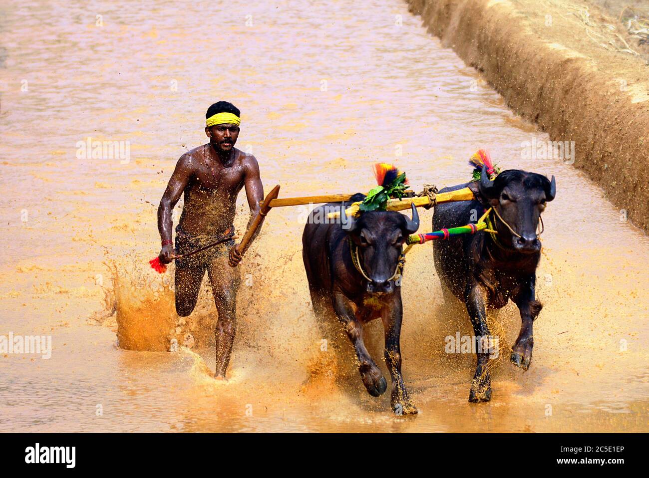 Kambala festival hi-res stock photography and images - Alamy