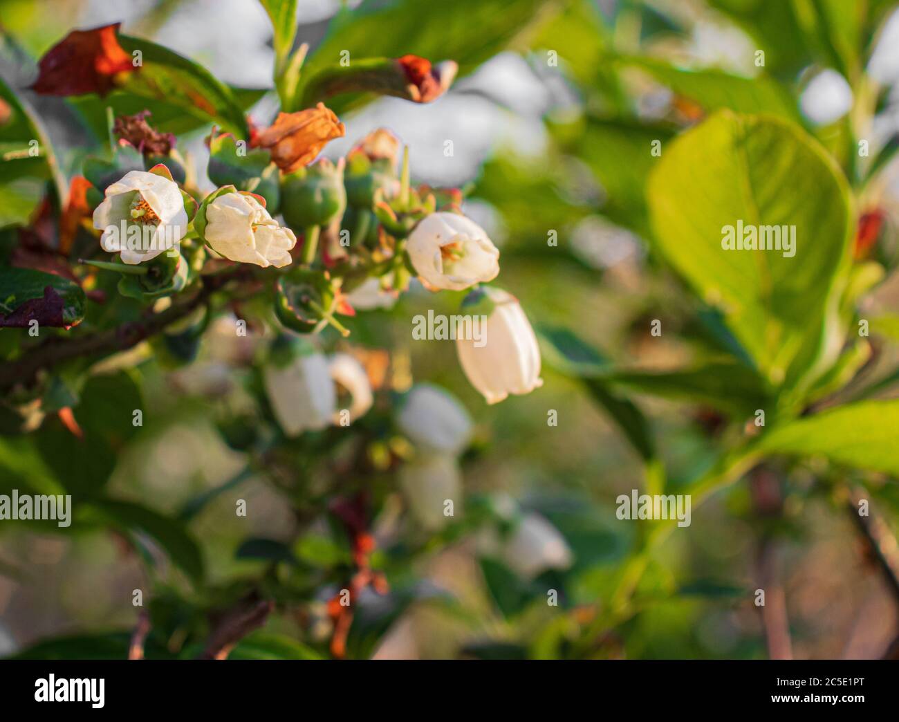 Blueberry bush hi-res stock photography and images - Alamy