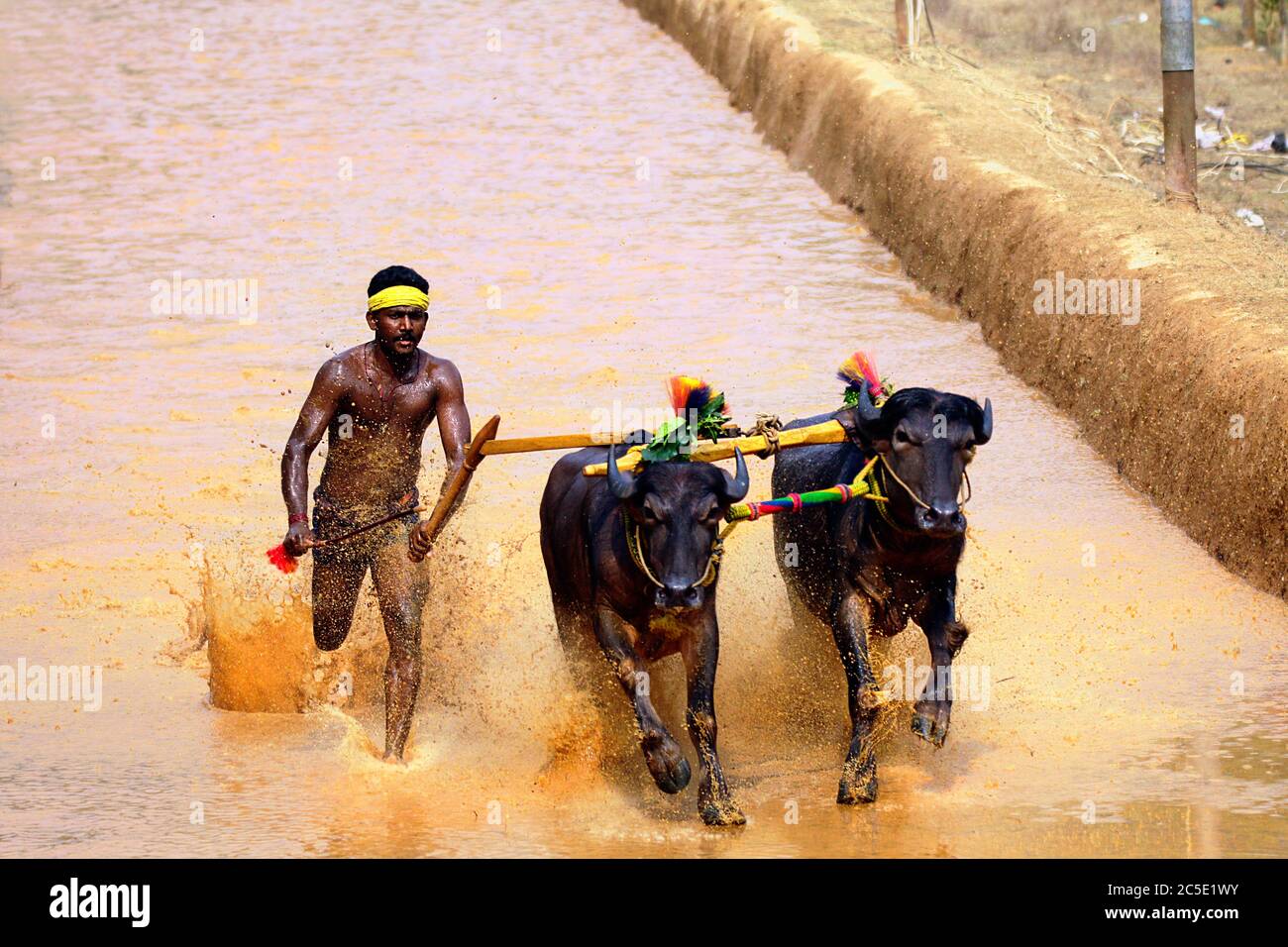 Indian buffallo hi-res stock photography and images - Alamy