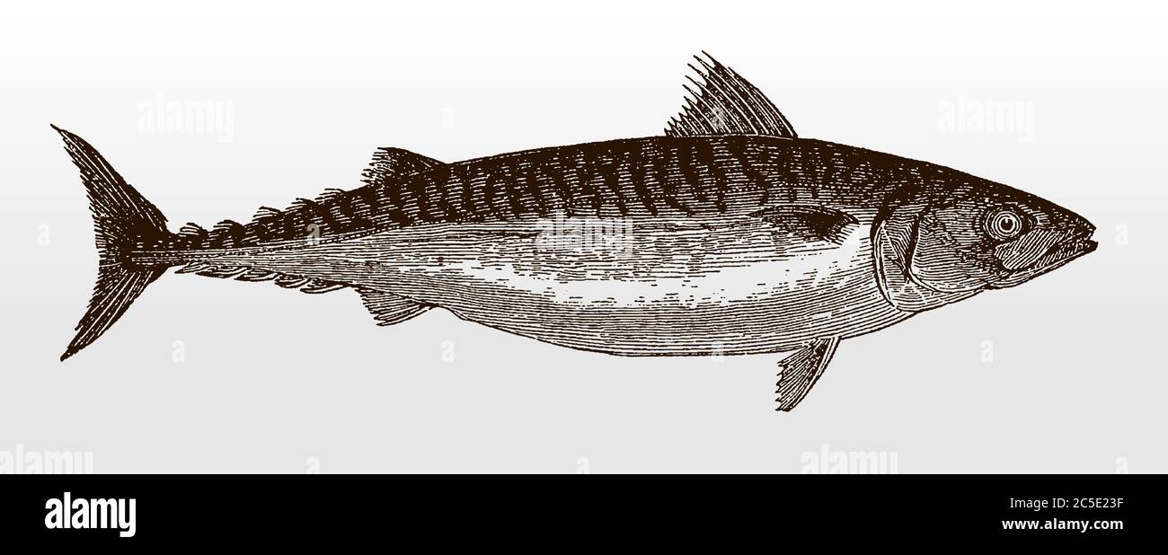 Atlantic mackerel, scomber scombrus, a highly commercial food fish in ...