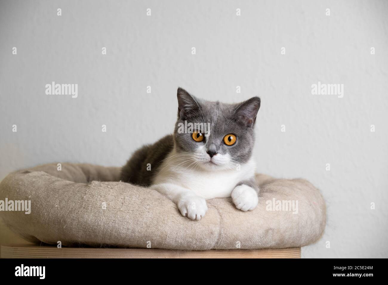 Blue white british shorthair hi-res stock photography and images - Alamy