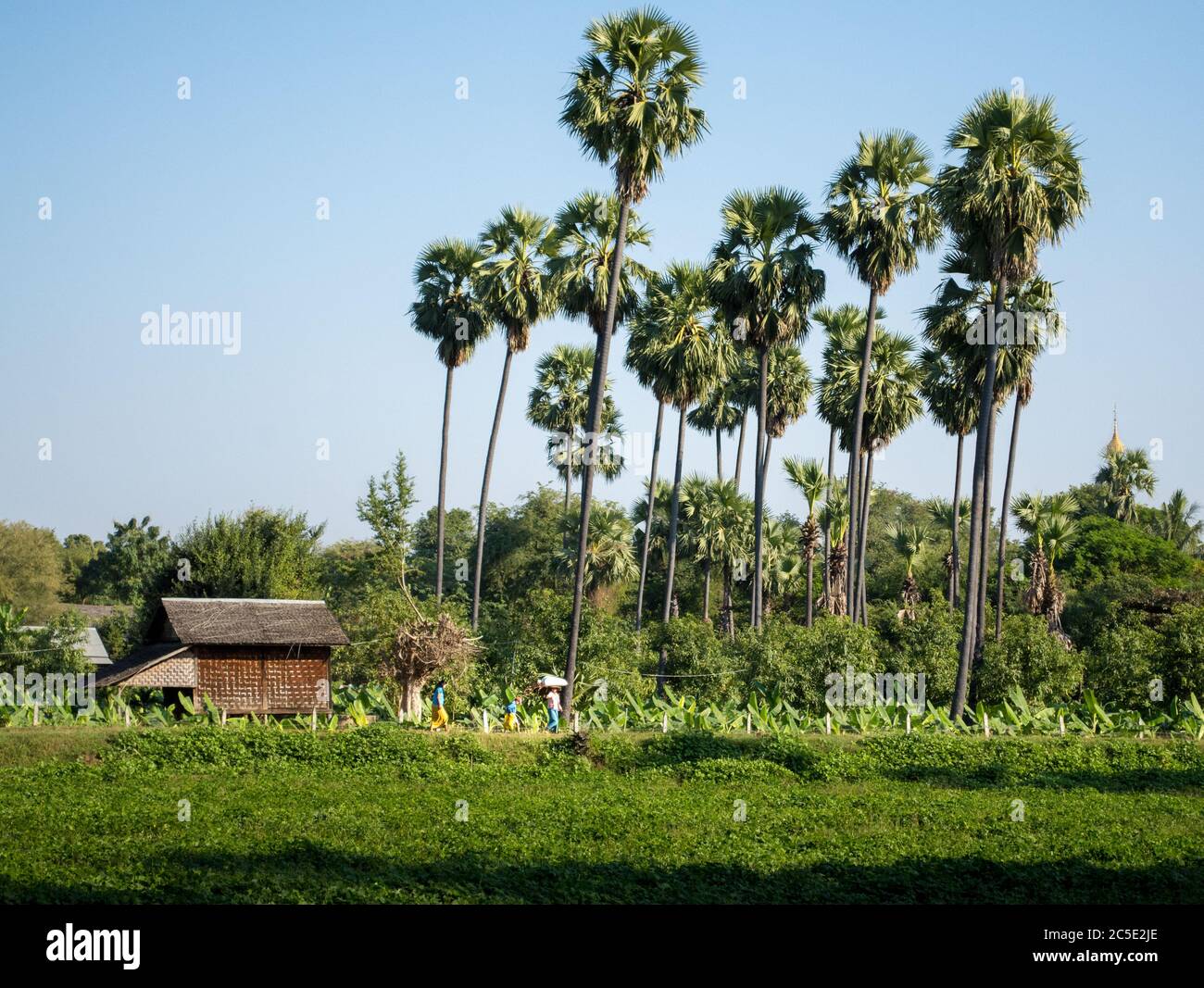 Farm village in Inwa, or Ava, Mandalay, Myanmar, Southeast Asia. People ...