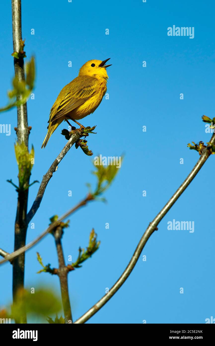 Yellow warbler (dendroica petechia), Broad Cove, Nova Scotia, Canada ...