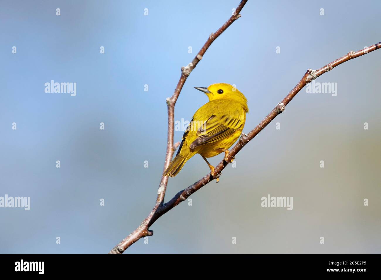 Yellow warbler (dendroica petechia), Broad Cove, Nova Scotia, Canada ...