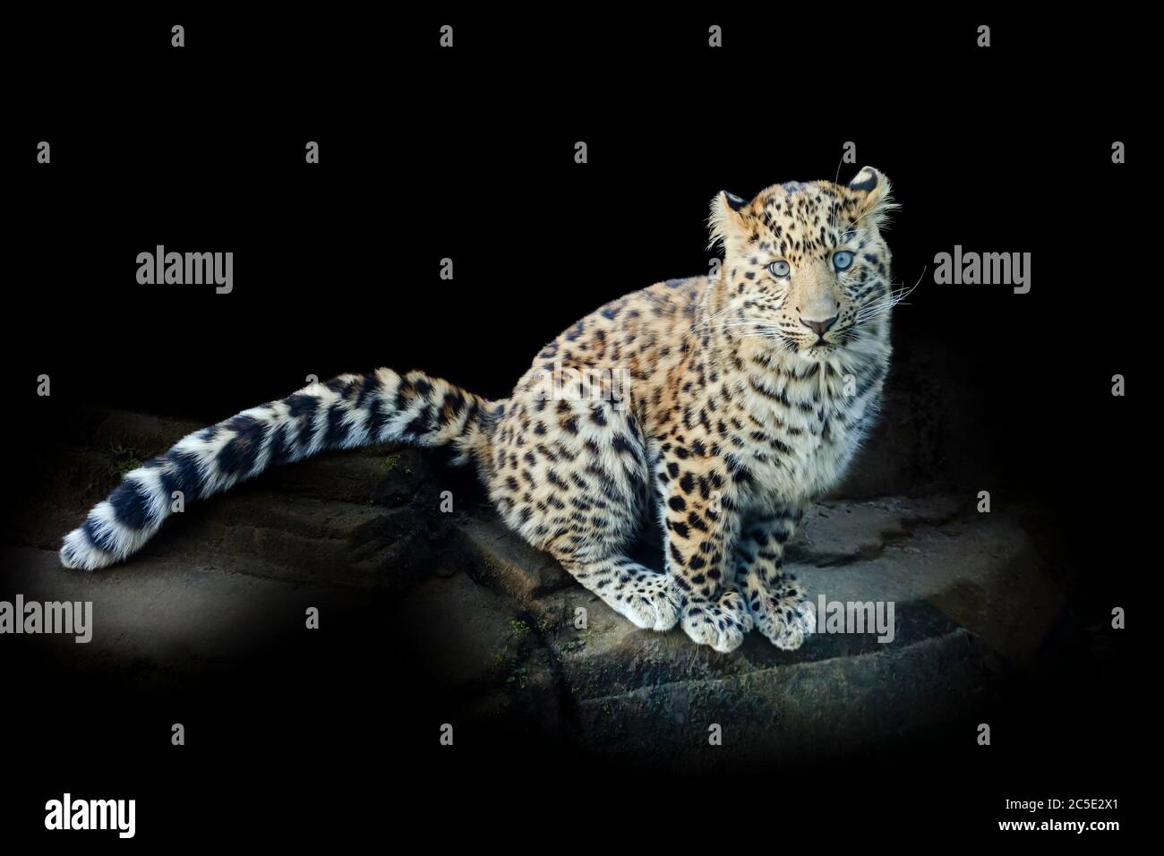 Amur Leopard Cub (Panthera pardus orientalis) Sitting down Stock Photo ...