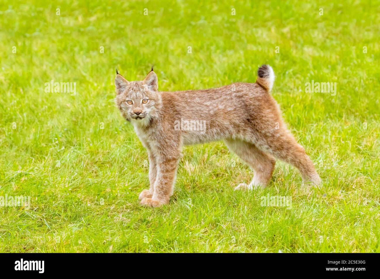 Canada Lynx (Lynx canadensis) Canadian Lynx Kitten standing in Grass ...