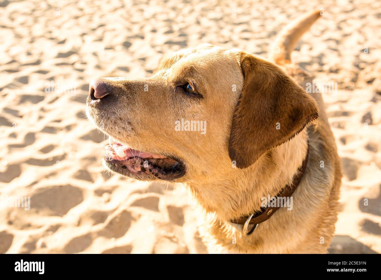Labrador retriever on the beach Stock Photo - Alamy