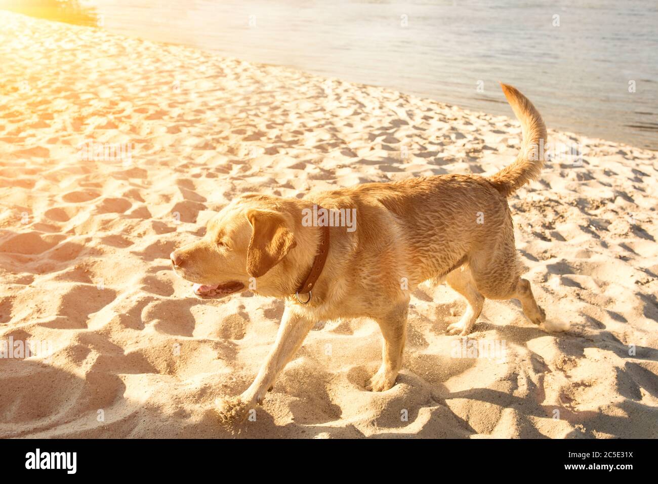 Happy Labrador retriever running through sand, dog on the beach. Sun ...