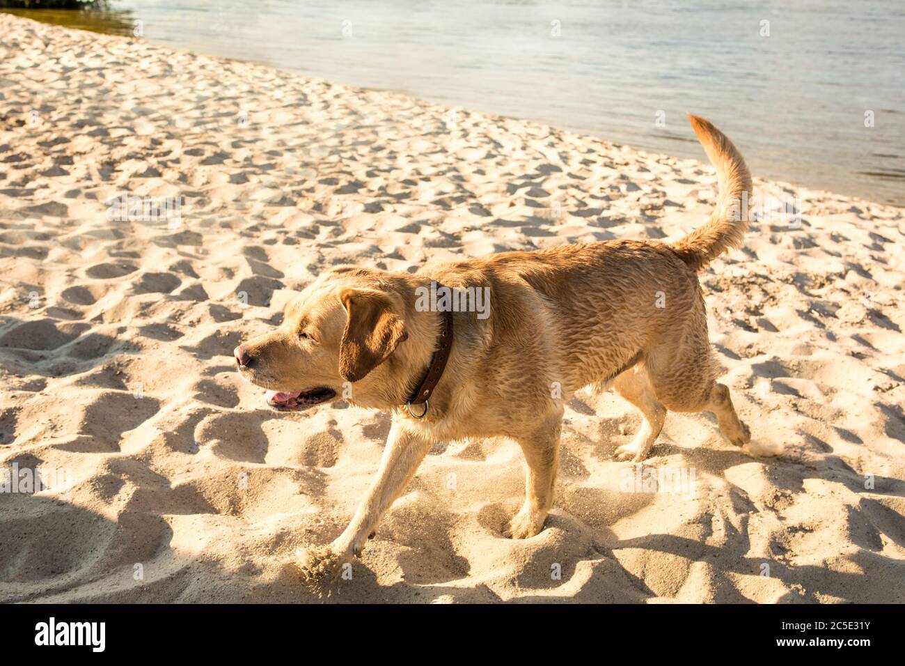 Happy Labrador retriever running through sand, dog on the beach Stock ...