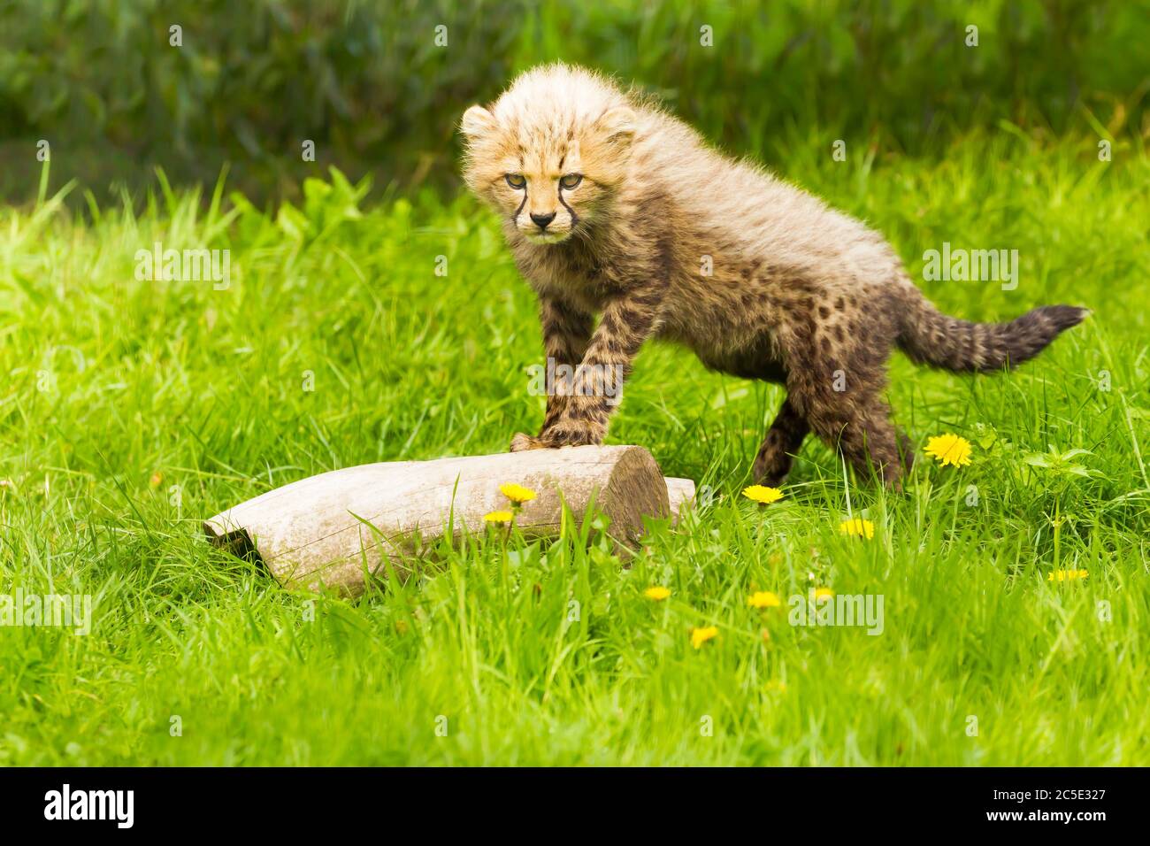 Cheetah (Acinonyx jubatus) Cheetah Cub standing on a Tree Stock Photo ...