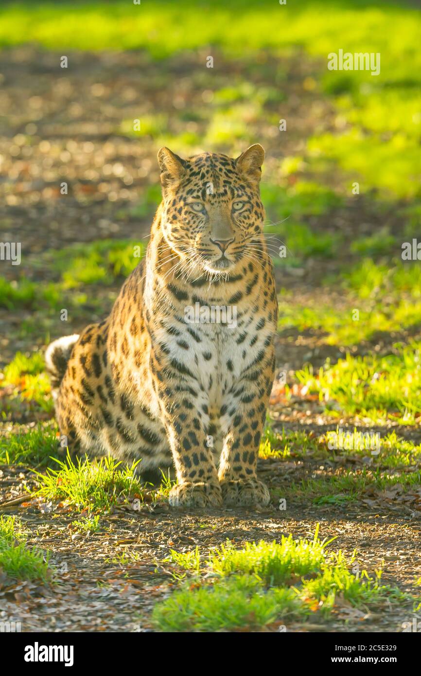 North Chinese Leopard (Panthera pardus japonensis Stock Photo - Alamy