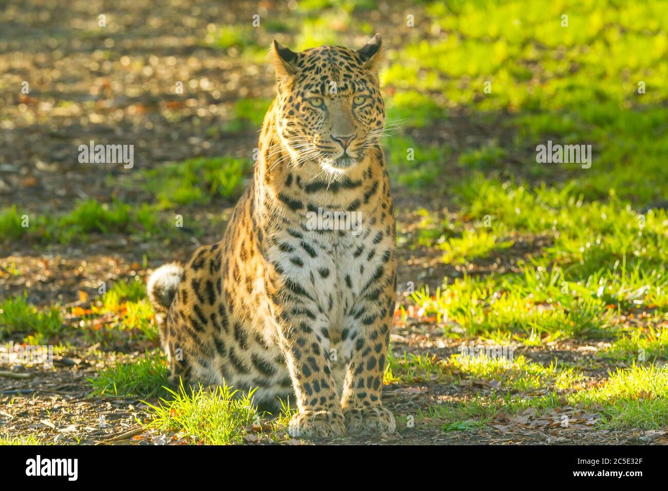 North Chinese Leopard (Panthera pardus japonensis Stock Photo - Alamy