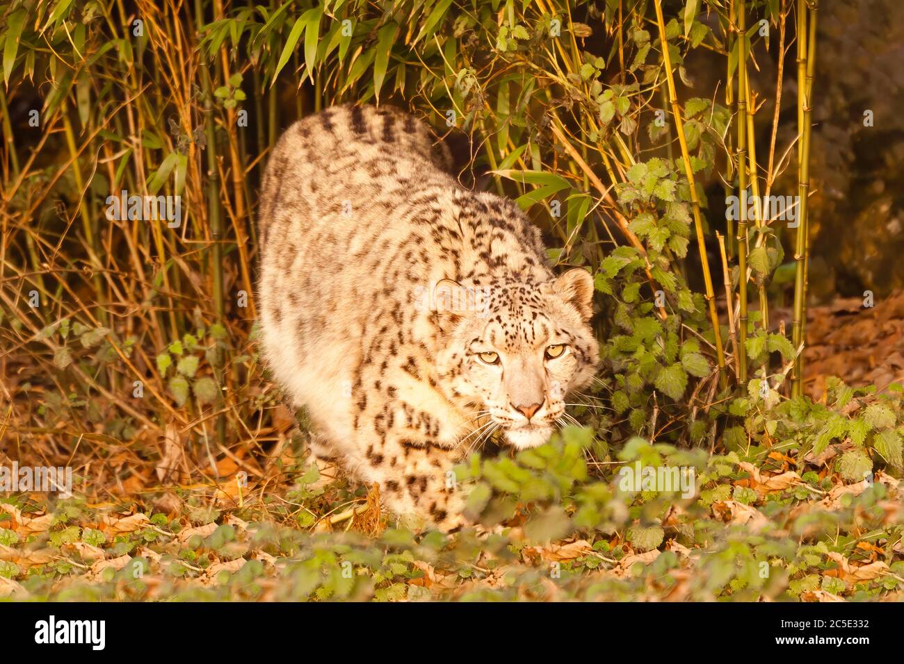 Snow leopard (Panthera uncia) Walking under a Tree Stock Photo - Alamy
