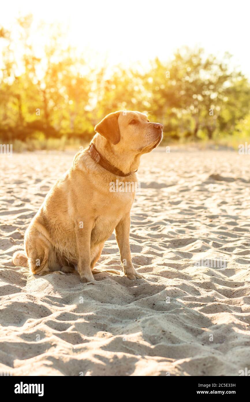 Yellow Labrador Retriever sitting on the beach, green trees is in the ...