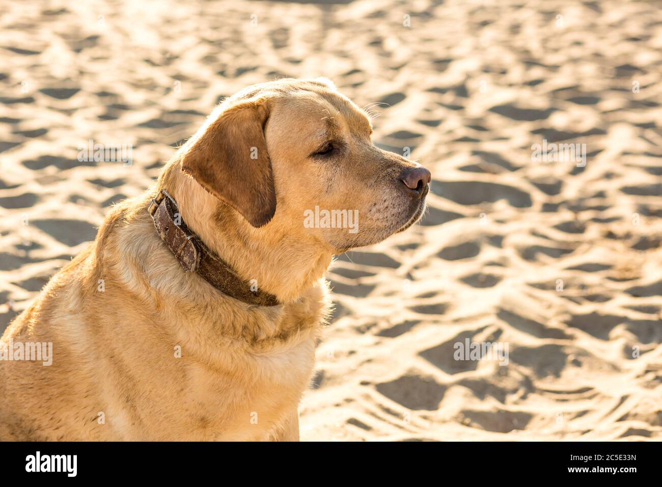 Yellow Labrador Retriever sitting on the beach, green trees is in the ...