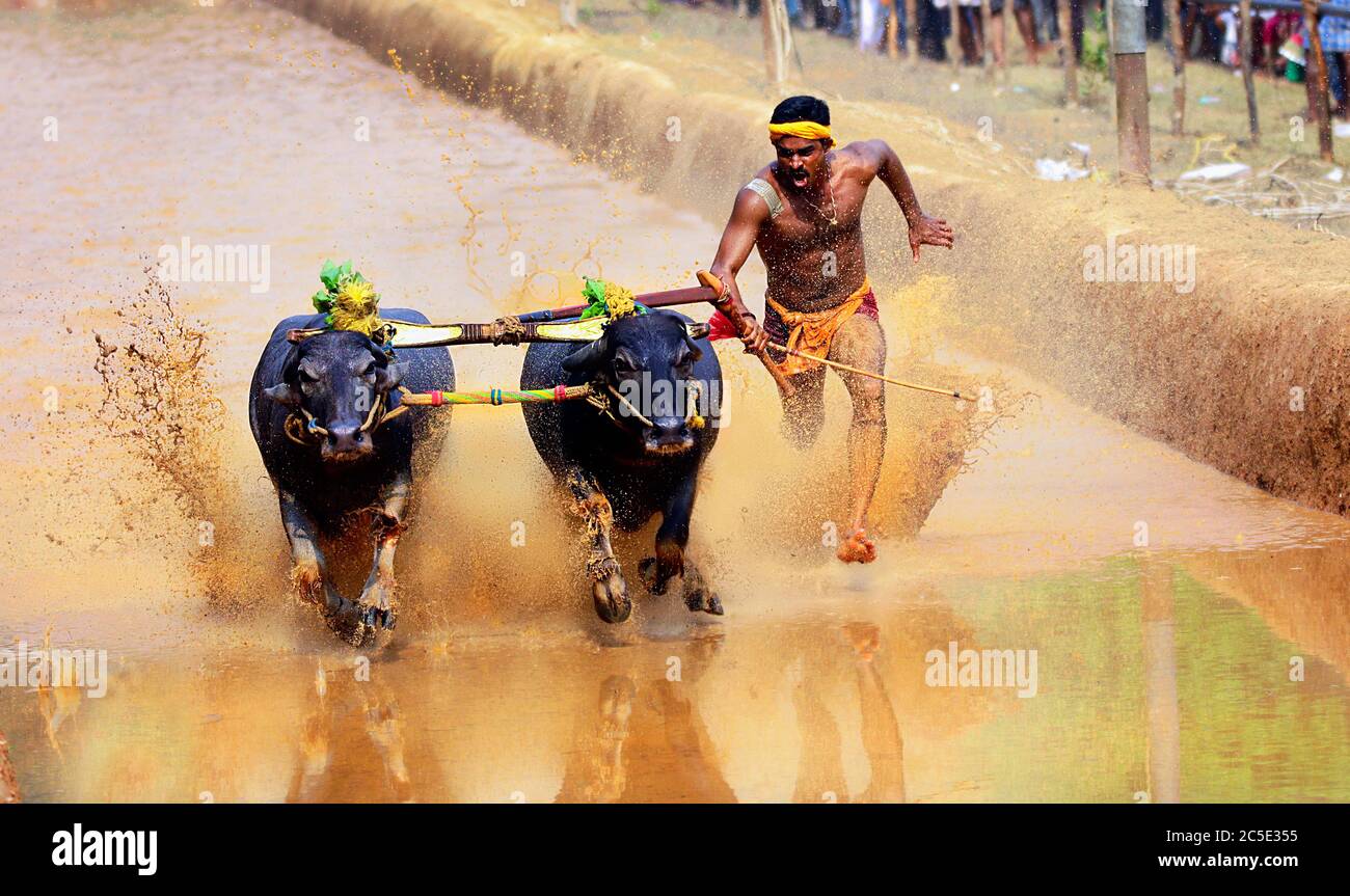 Kambala High Resolution Stock Photography and Images - Alamy