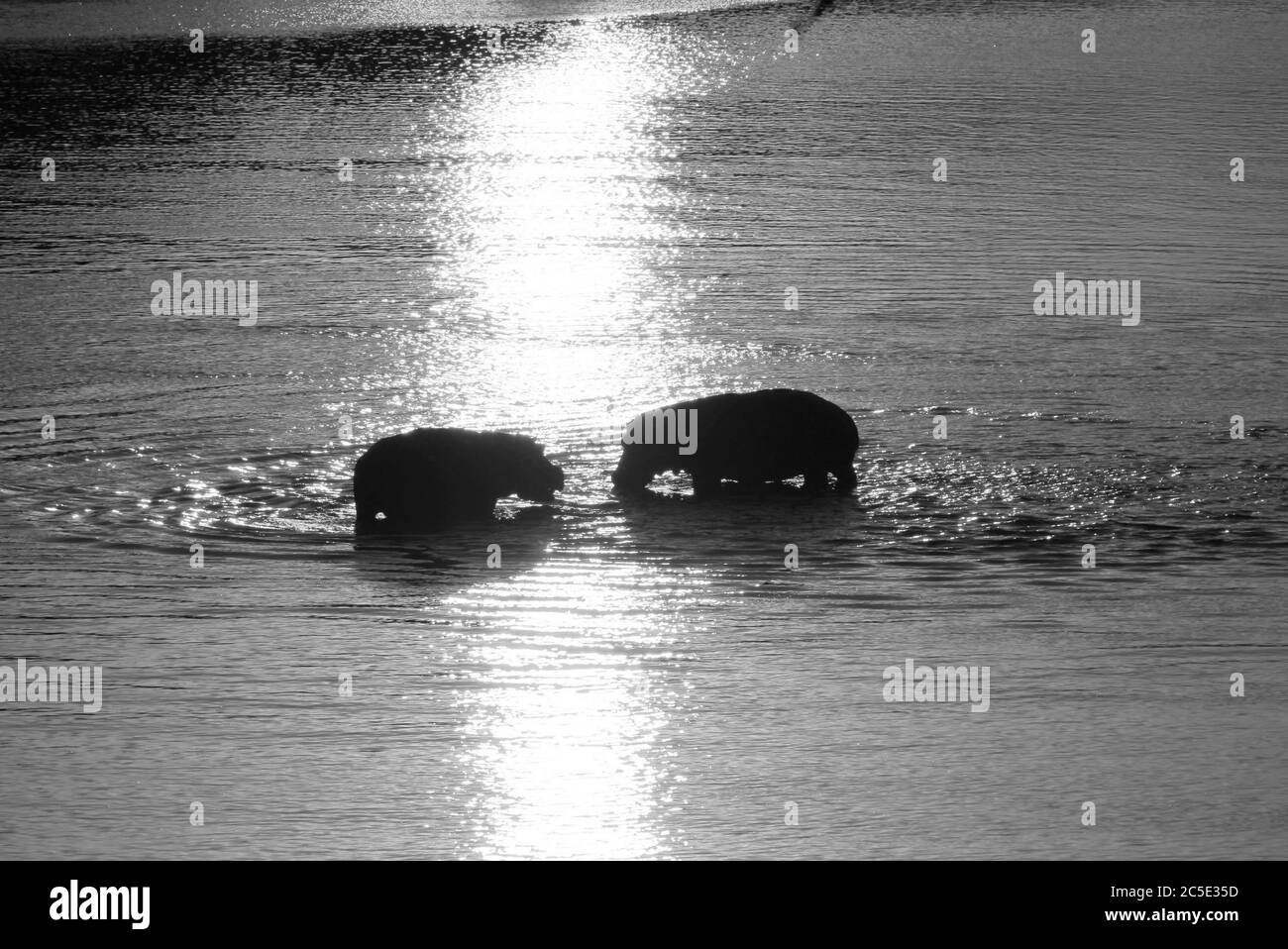 Love-story: Two Hippos meet each other at Zambesi River at sunset Stock ...