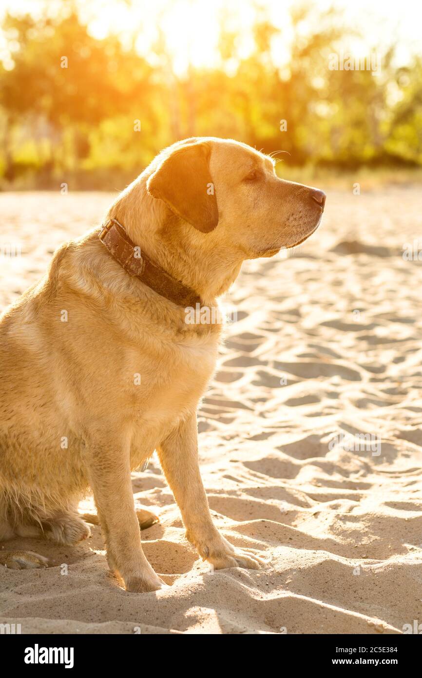 Yellow Labrador Retriever sitting on the beach, green trees is in the ...