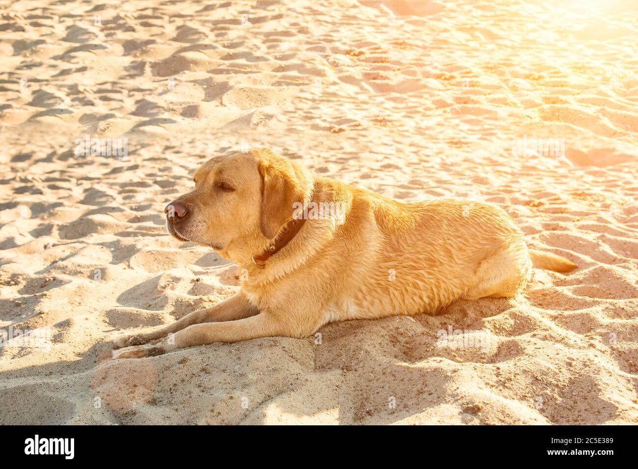Old yellow dog Labrador Retriever is lying on the beach with full of ...